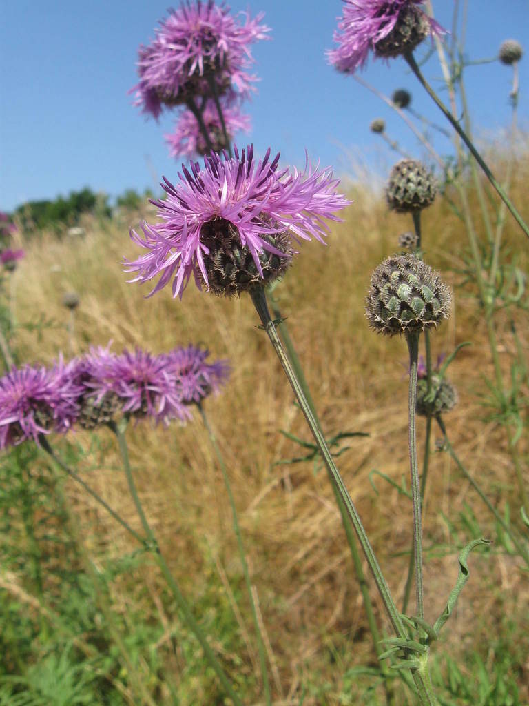 Greater Knapweed from Helsinki, Suomi on July 12, 2010 at 07:48 PM by ...