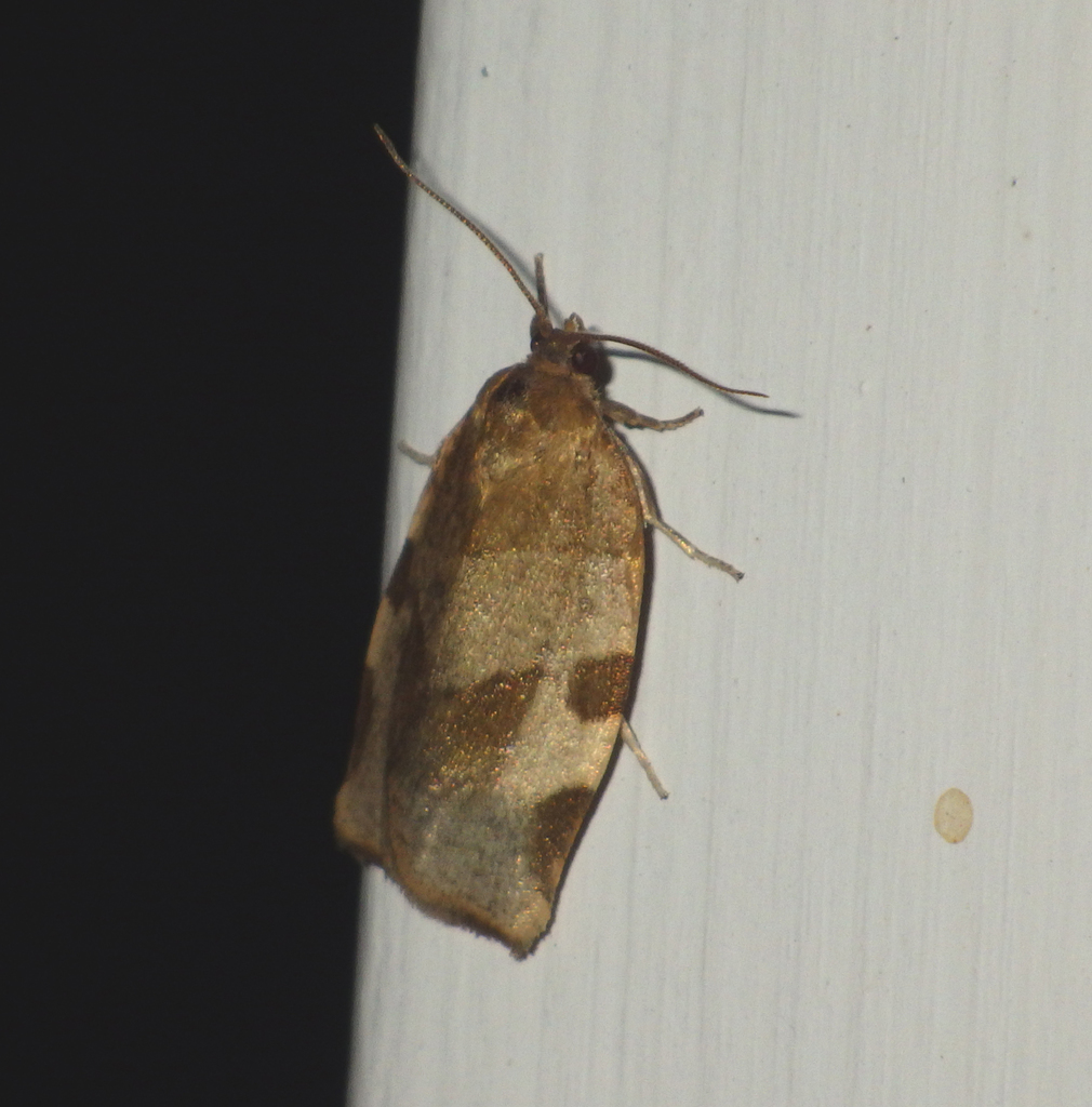 Great Tortrix from Scheidterbergstraße, 66133 Saarbrücken, Germany on ...