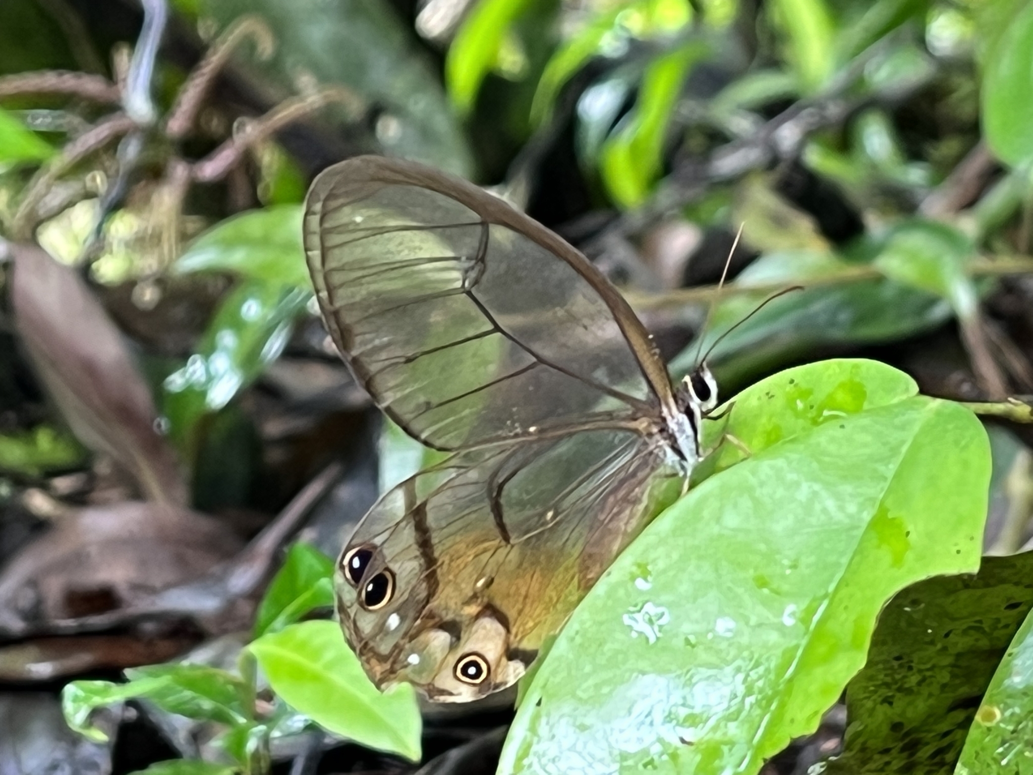 Haetera piera (Linnaeus, 1758)
