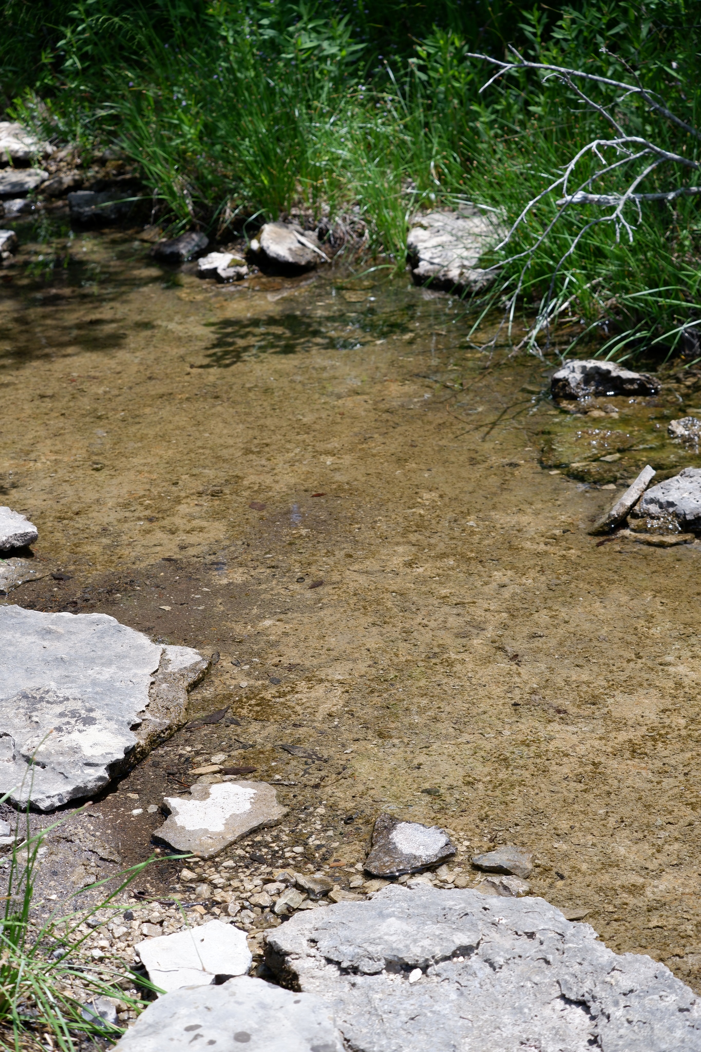 Juncus filipendulus Buckley