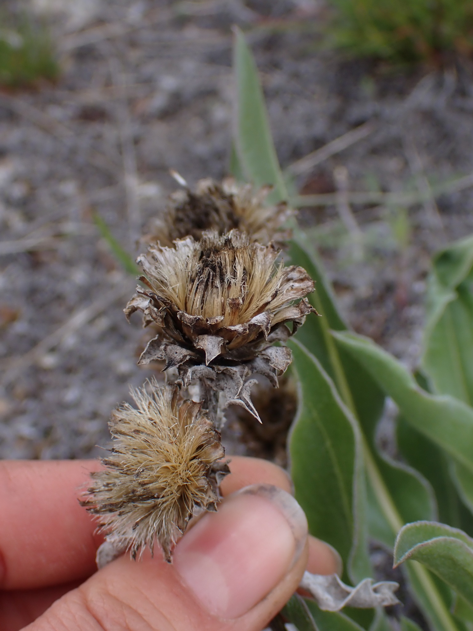 Pyrrocoma carthamoides Hook.