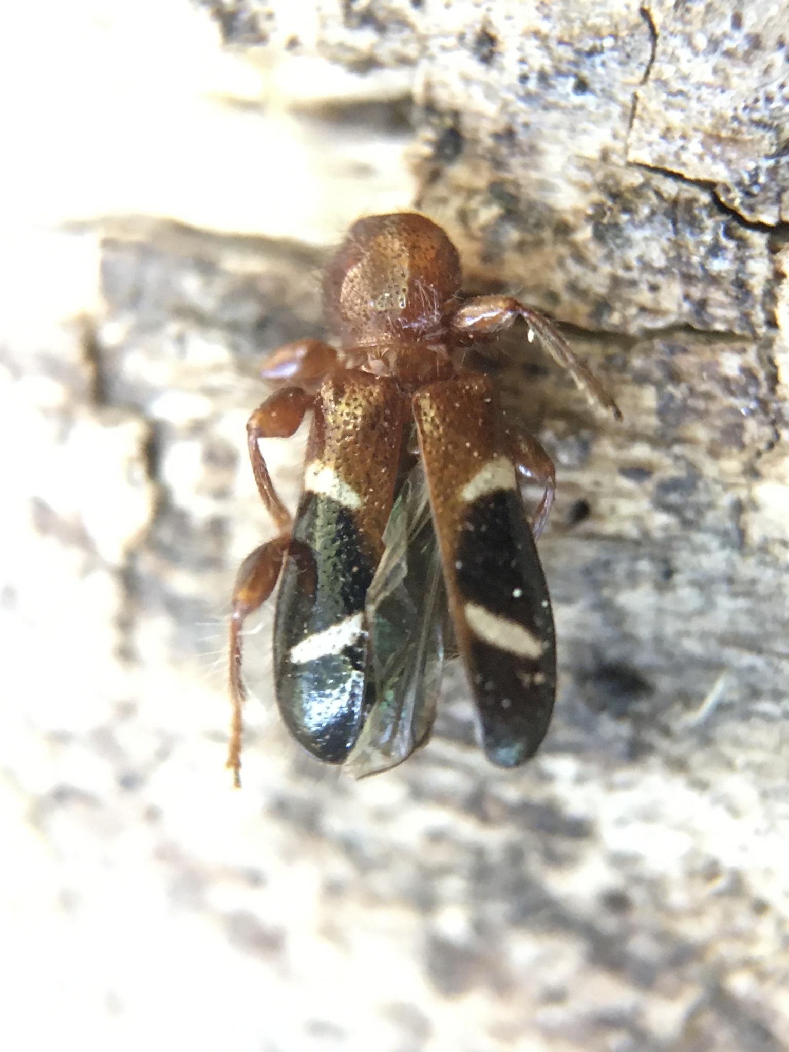 Phymatodes nitidus LeConte, 1874