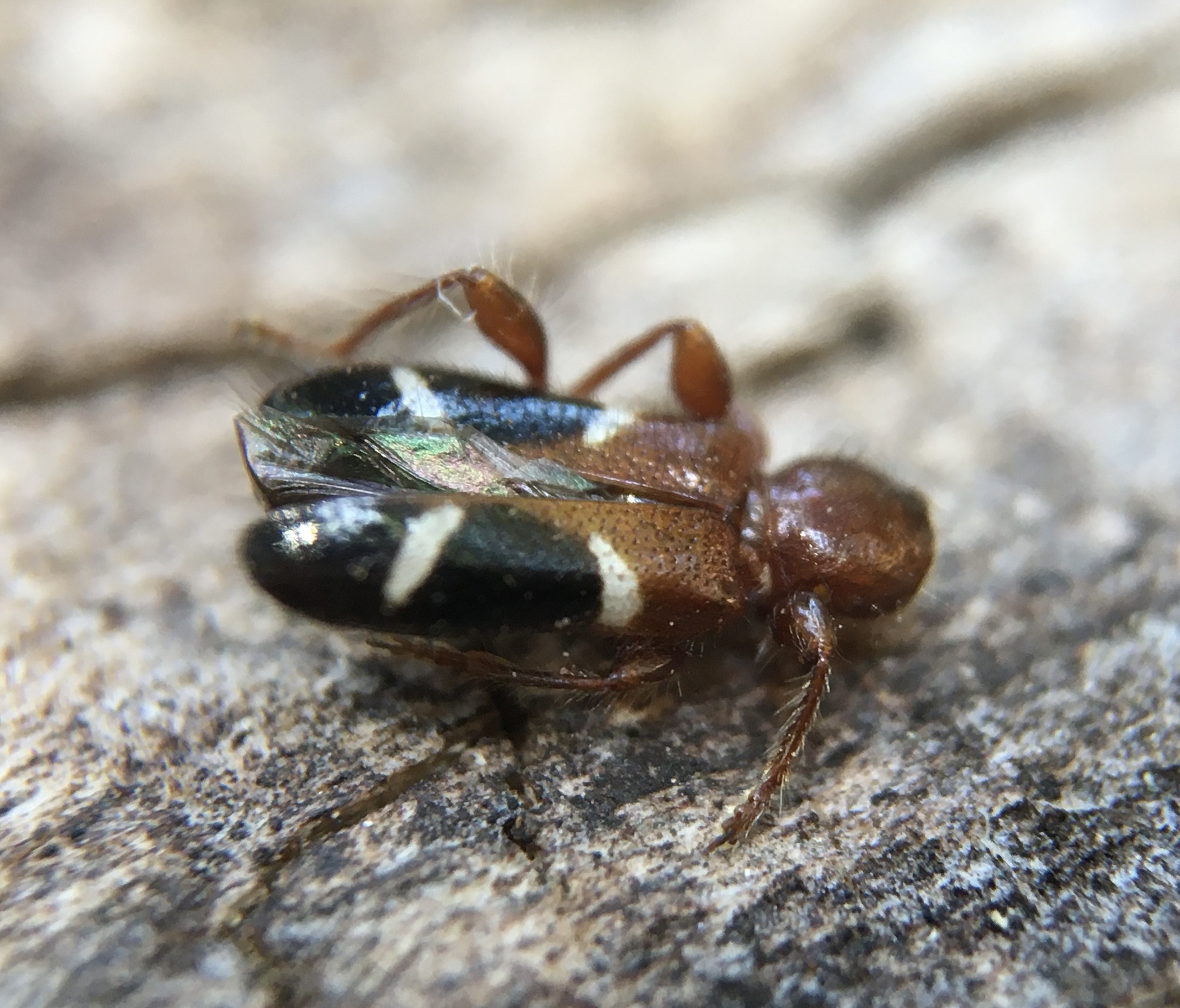 Phymatodes nitidus LeConte, 1874