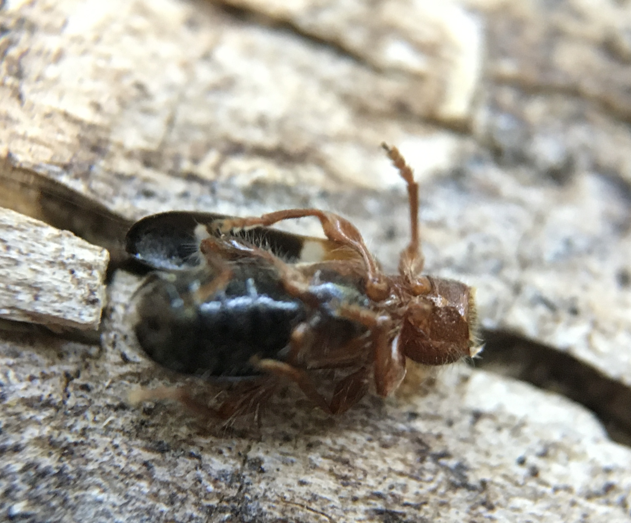 Phymatodes nitidus LeConte, 1874