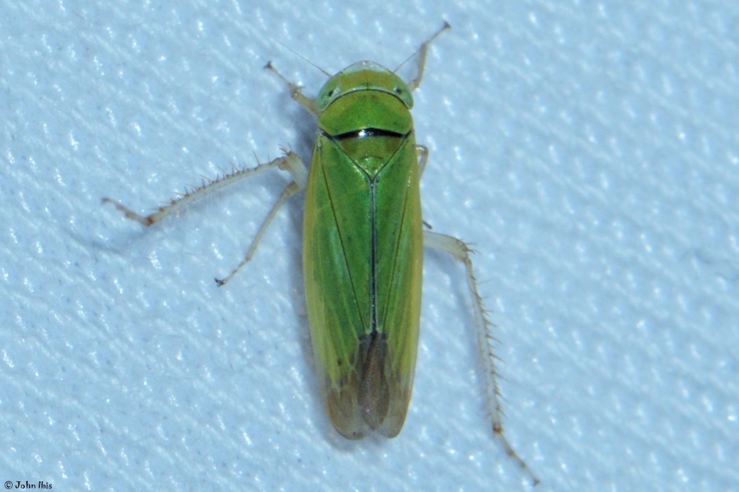 Nephotettix cincticeps (Uhler, 1896)