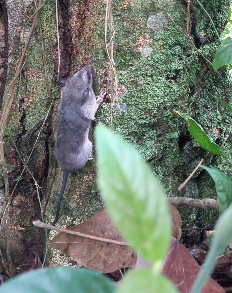 Big-eared Climbing Rat from Universidad Nacional de Agricultura on May ...