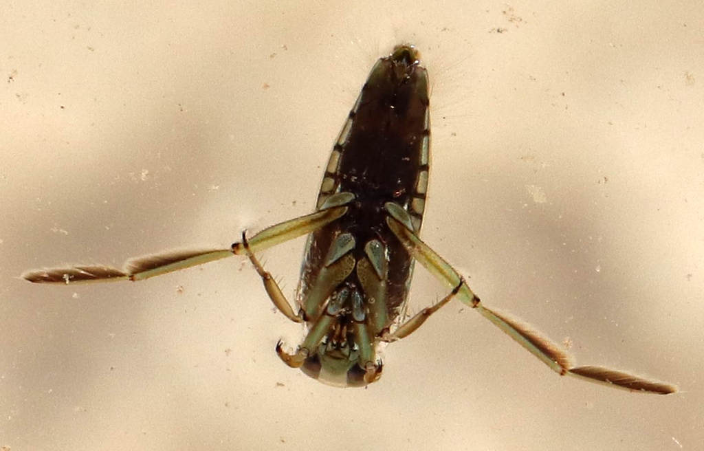 Milky Backswimmers from Museum of TTU, Lubbock, TX, USA on May 31, 2022 ...