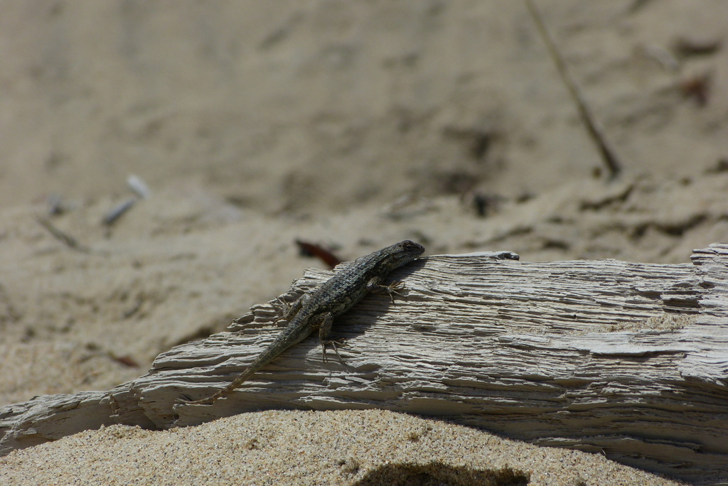 Western Fence Lizard from Marina, CA, USA on May 27, 2022 at 02:12 PM ...