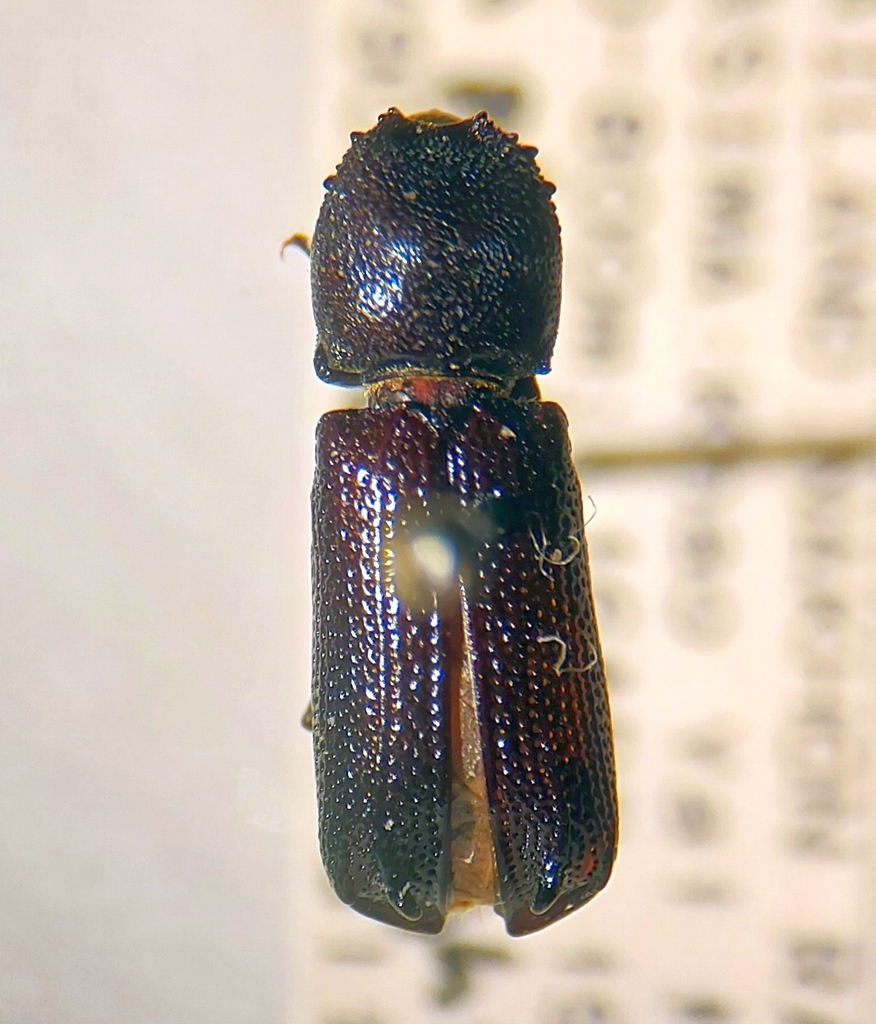 Heterobostrychus aequalis from Hin Tung, Mueang Nakhon Nayok District, Nakhon Nayok 26000 ...