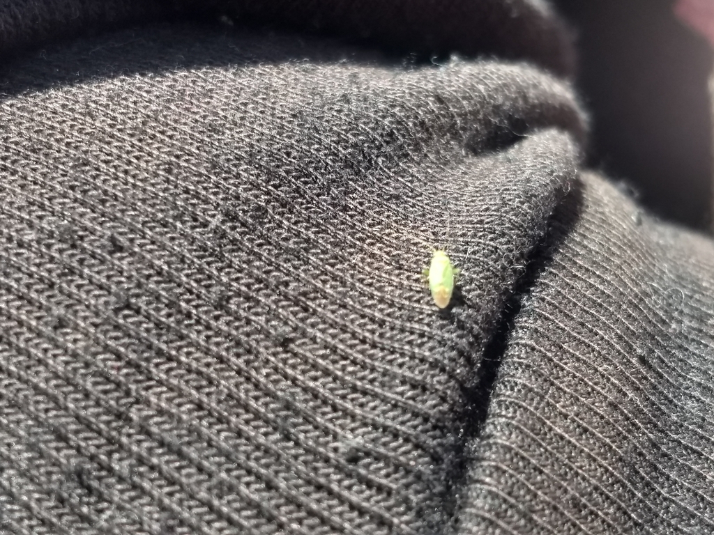 Tamarix Leafhopper from Green Valley, CA 91390, USA on May 28, 2022 at ...