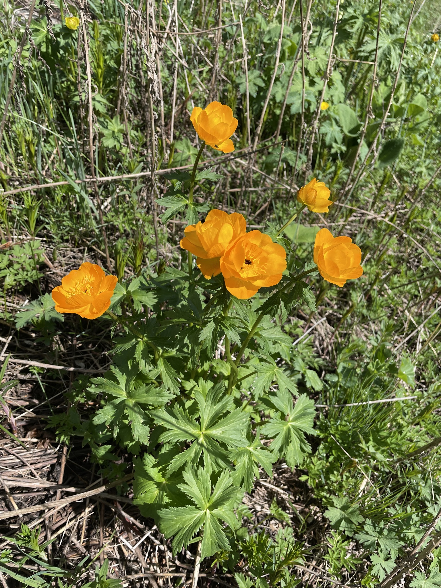 Trollius altaicus C.A.Mey.