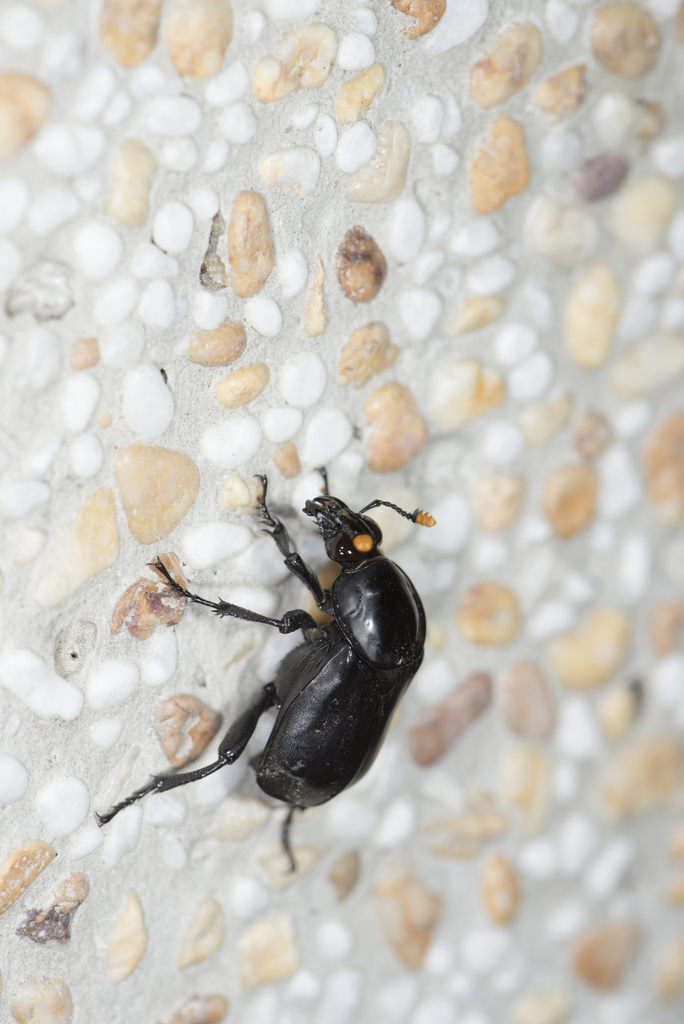 Nicrophorus concolor (The Silphidae of Taiwan) · BioDiversity4All