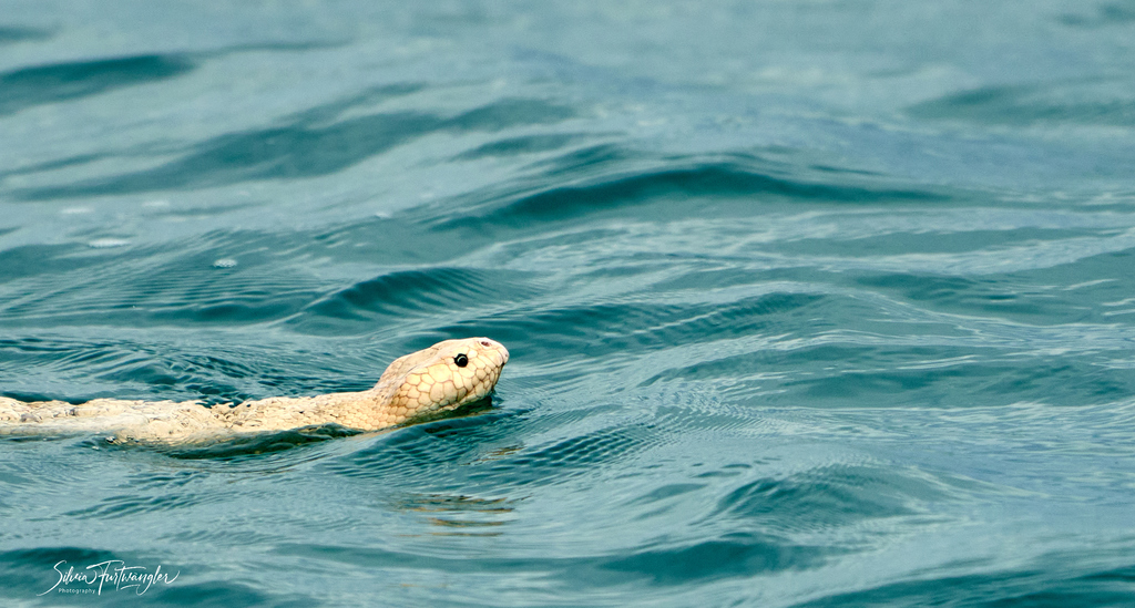 Stokes' Sea Snake from Wyndham-East Kimberley, WA, Australia on May 31 ...