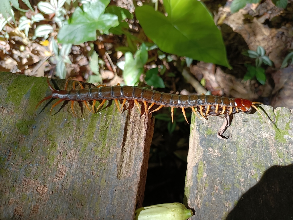 Pacific Giant Centipede from 804台灣高雄市鼓山區龍井里 on June 01, 2022 at 09:07 ...