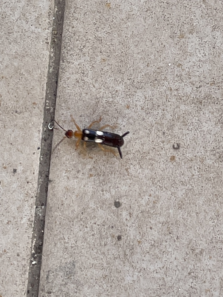 Smyrnean Earwig from Grand Mir amor Hotel Spa İçi Yolu, Kemer, Анталья ...