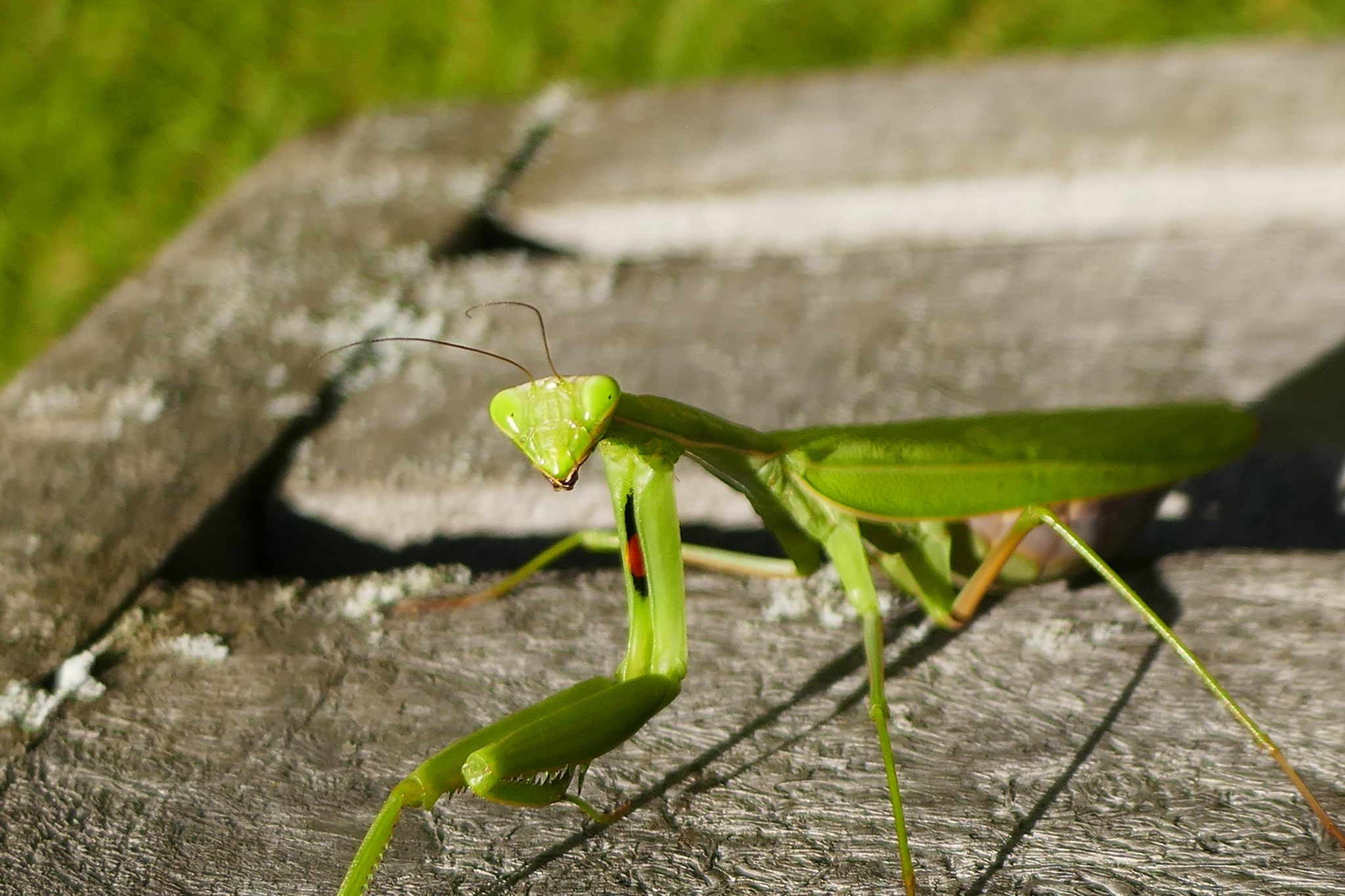 Paramantis sacra Thunberg, 1815