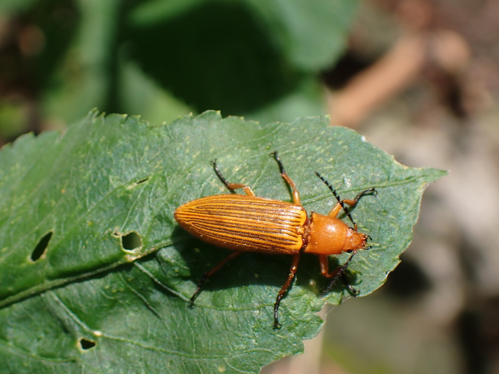 Hemiops flava from 台灣彰化縣芬園鄉 on May 29, 2022 at 09:31 AM by 林棋欽 ...