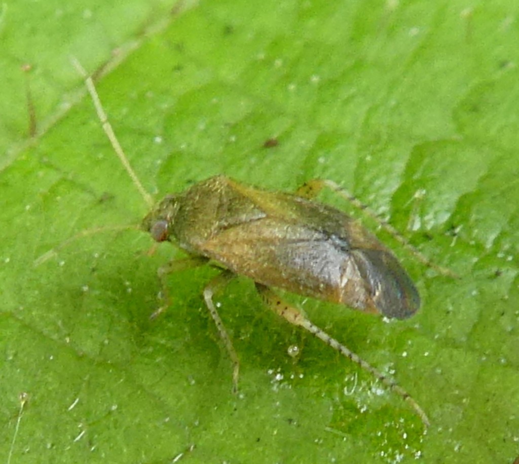 Psallus from Barnsley, UK on May 23, 2022 at 09:44 AM by kitbeard ...