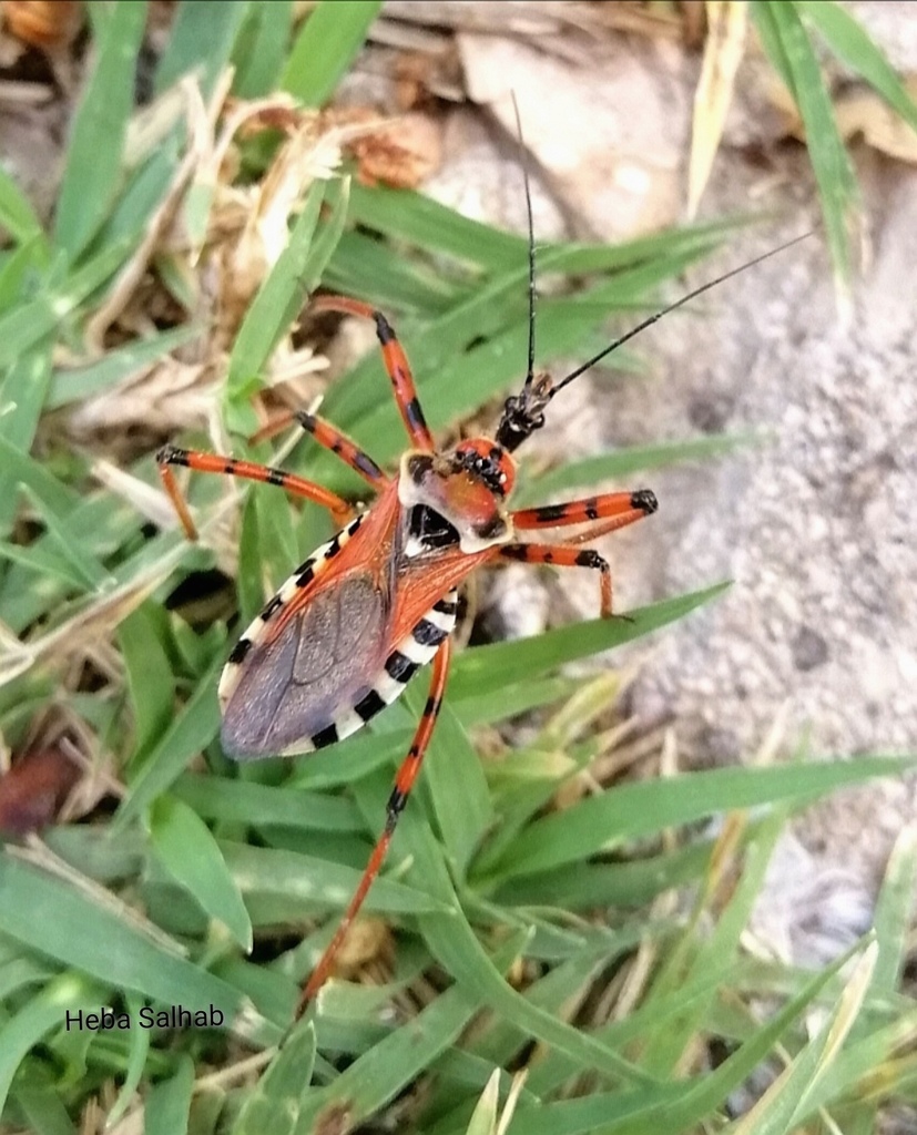 Spotted Assassin Bug from Tartus SAfita, Syria on May 23, 2022 at 06:39 ...