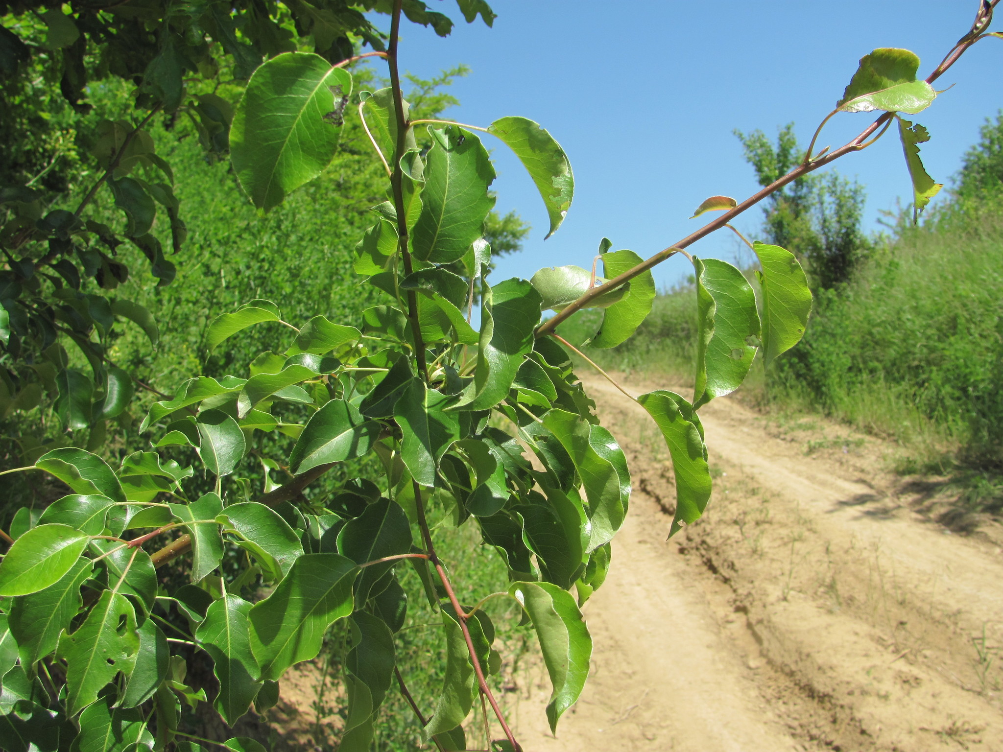 Pyrus communis subsp. caucasica (Fed.) Browicz