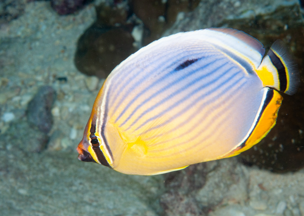 Indian Redfin Butterflyfish (Animals of Sainte Anne National Marine ...