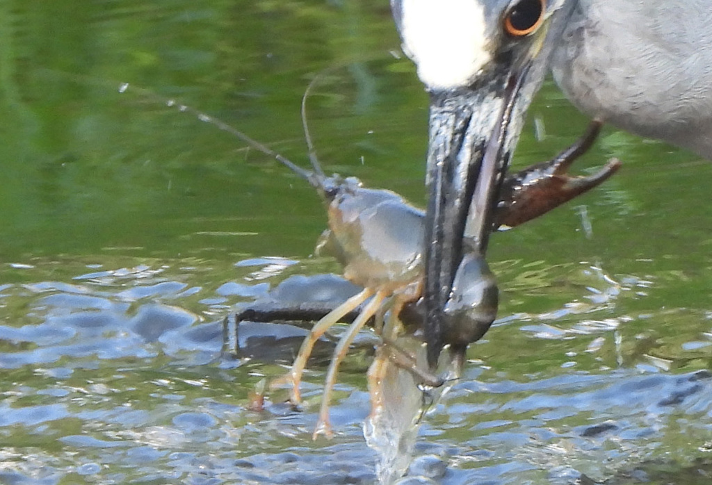 Red Swamp Crayfish from Silver Spring, MD, USA on May 29, 2022 at 06:03 ...