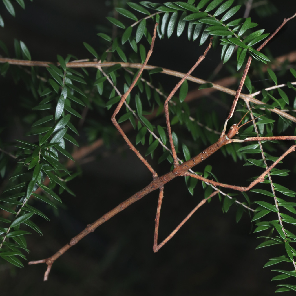 Margin-winged Stick Insect in May 2022 by juliegraham173 · iNaturalist