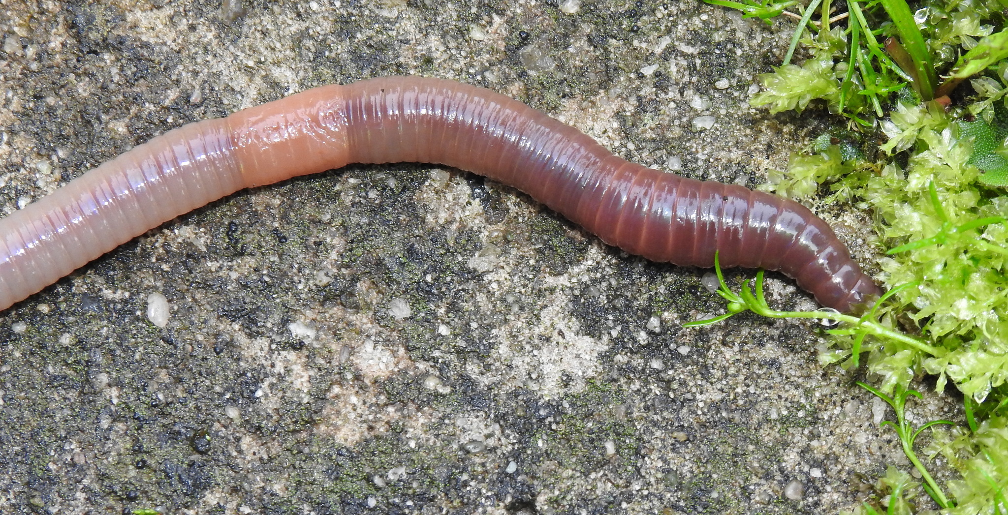 Lumbricus Terrestris Lumbricus, Terrestris Stock Photo. Image Of