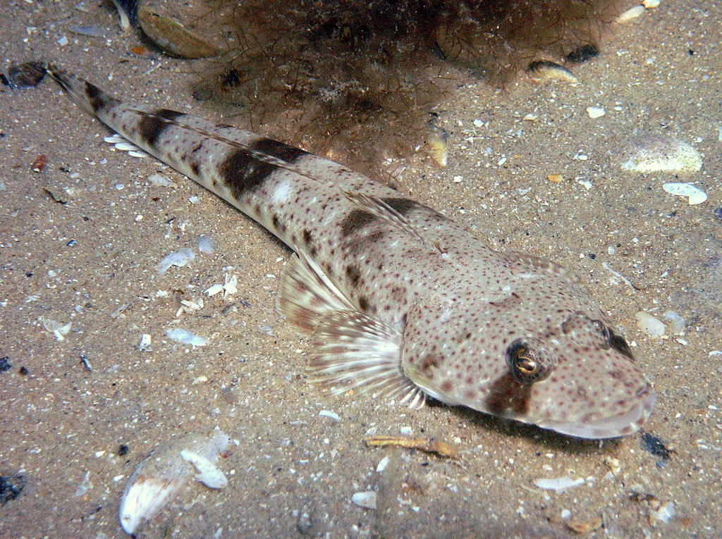 Southern Sand Flathead from Rye Pier, Victoria, Australia on January 30 ...