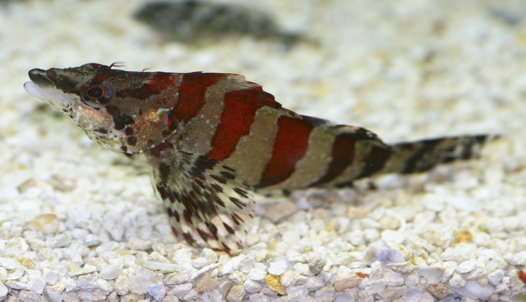 Painted Greenling (Oxylebius pictus) - Marine Life Identification