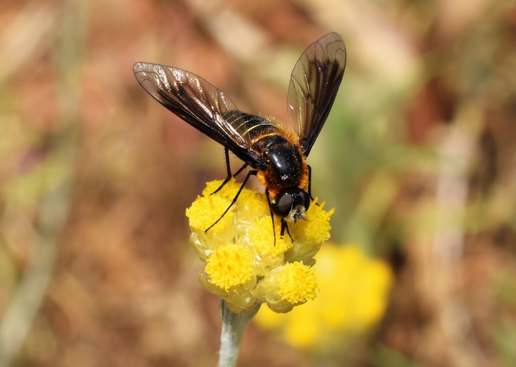 Lomatia sabaea from Αττική, Ελλάδα on May 14, 2022 at 01:01 PM by ...