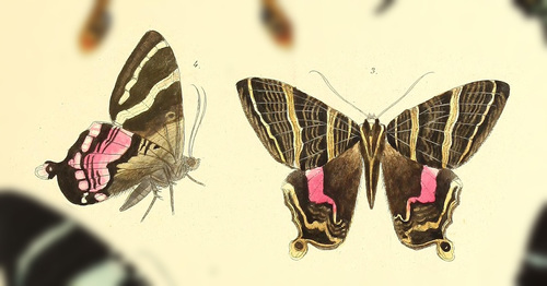 Coronidia rosina · iNaturalist