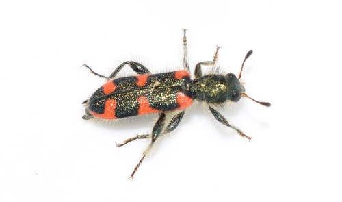 Trichodes similis · iNaturalist