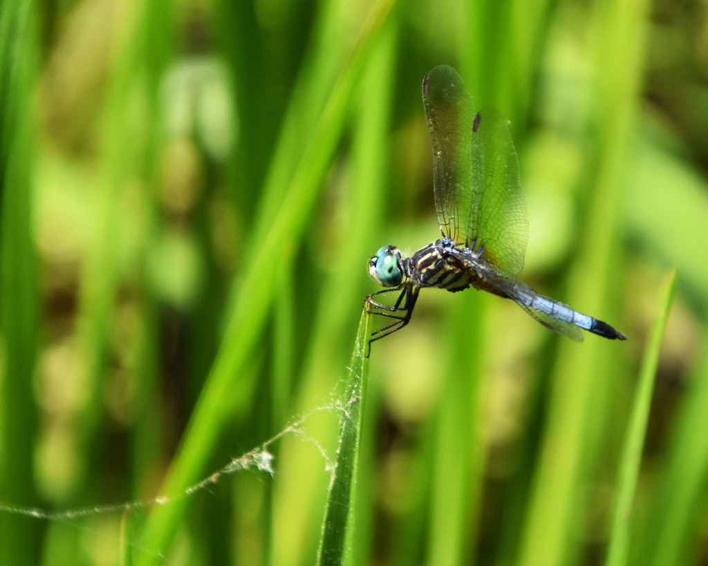 Blue Dasher from 151 Home Rd, Mt Gilead, OH 43338, USA on May 31, 2022 ...