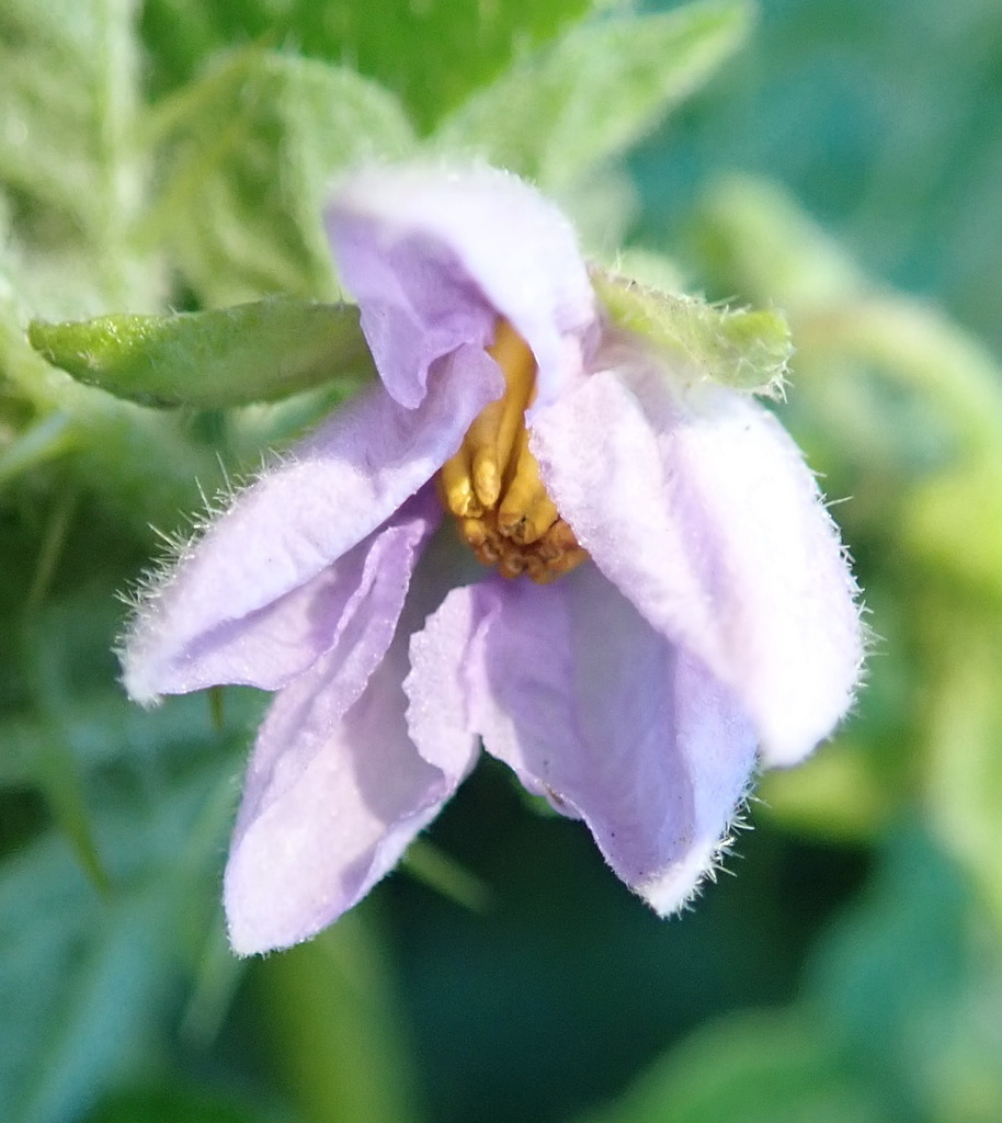 devil's-apple from The Southern Right Nature Reserve, Brenton-on-Sea ...