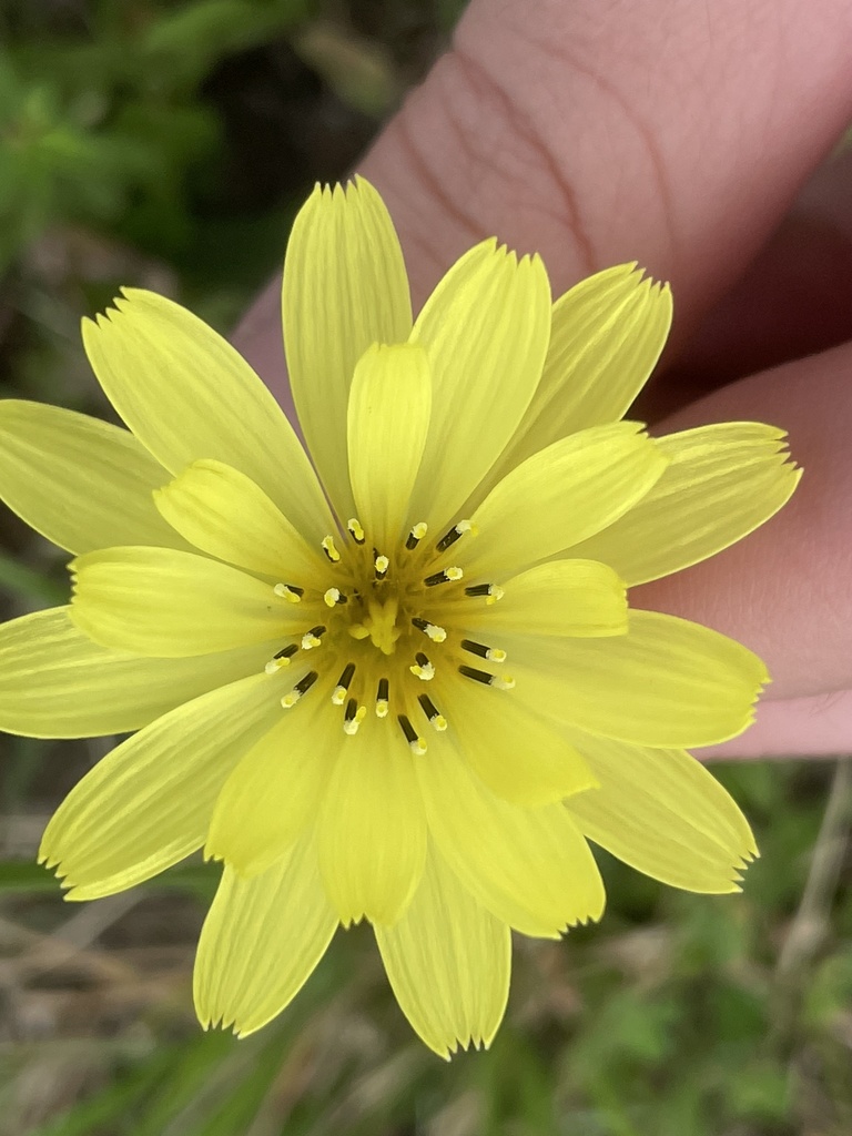 smallflower desert-chicory from Wesley Rd, Atoka, OK, US on May 30 ...