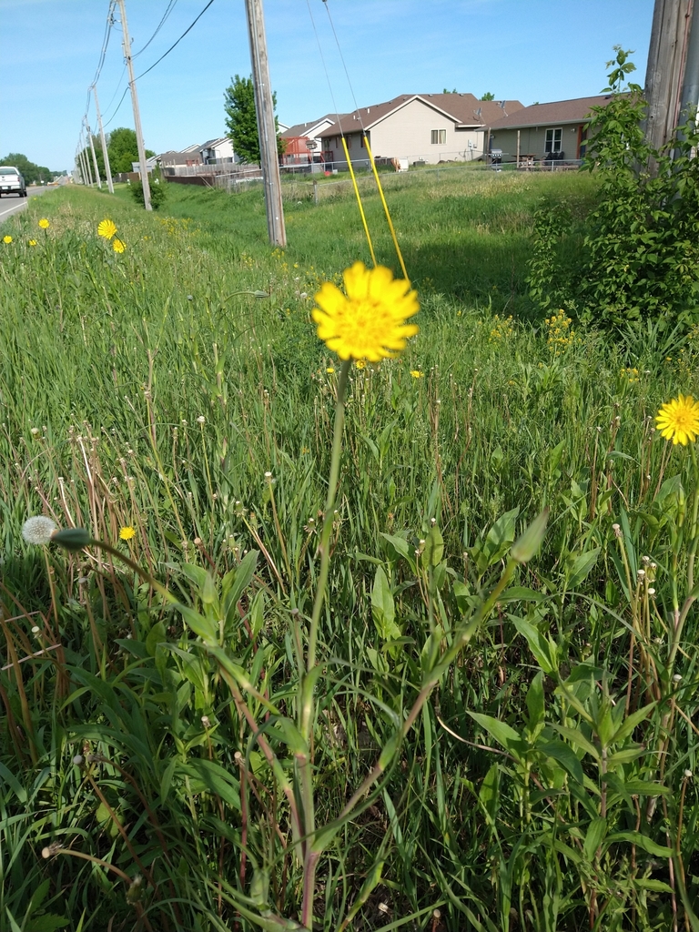 Salsifies from Owatonna, MN, USA on June 01, 2022 at 08:39 AM by Scott ...