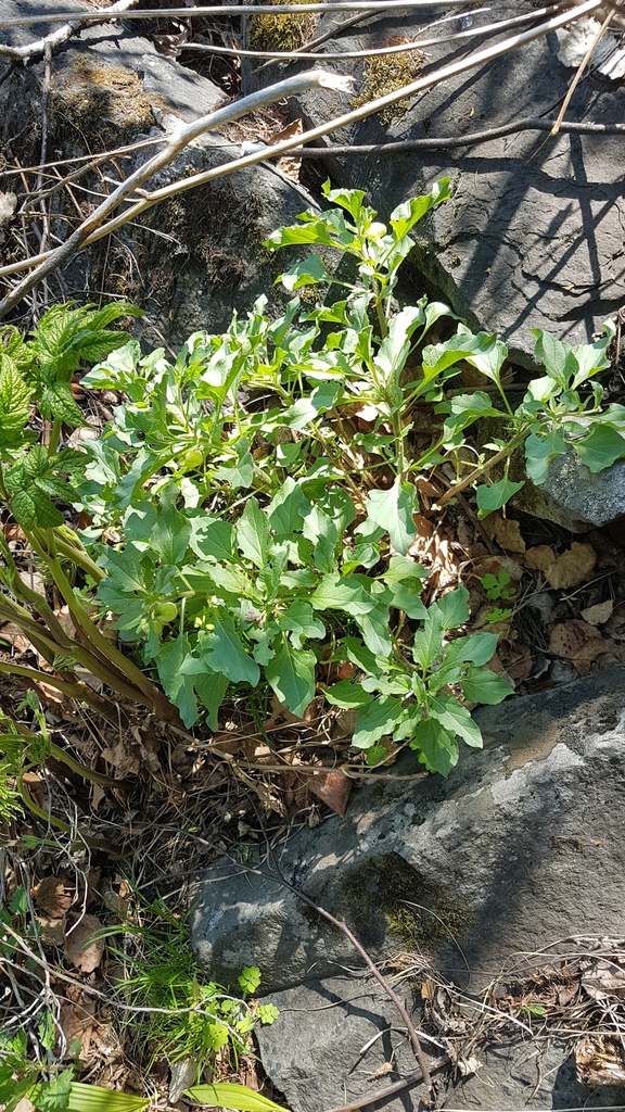 Physochlaina physaloides from Иркутский р-н, Иркутская обл., Россия on ...
