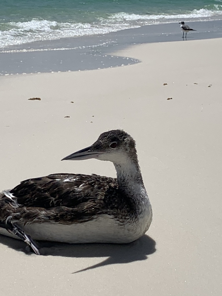 Common Loon from Gulf of Mexico, Santa Rosa Beach, FL, US on August 01 ...