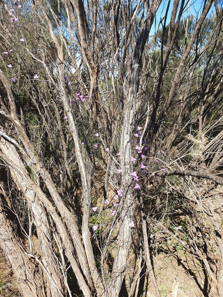flowering plants from Gutha WA 6623, Australia on August 28, 2020 at 01 ...