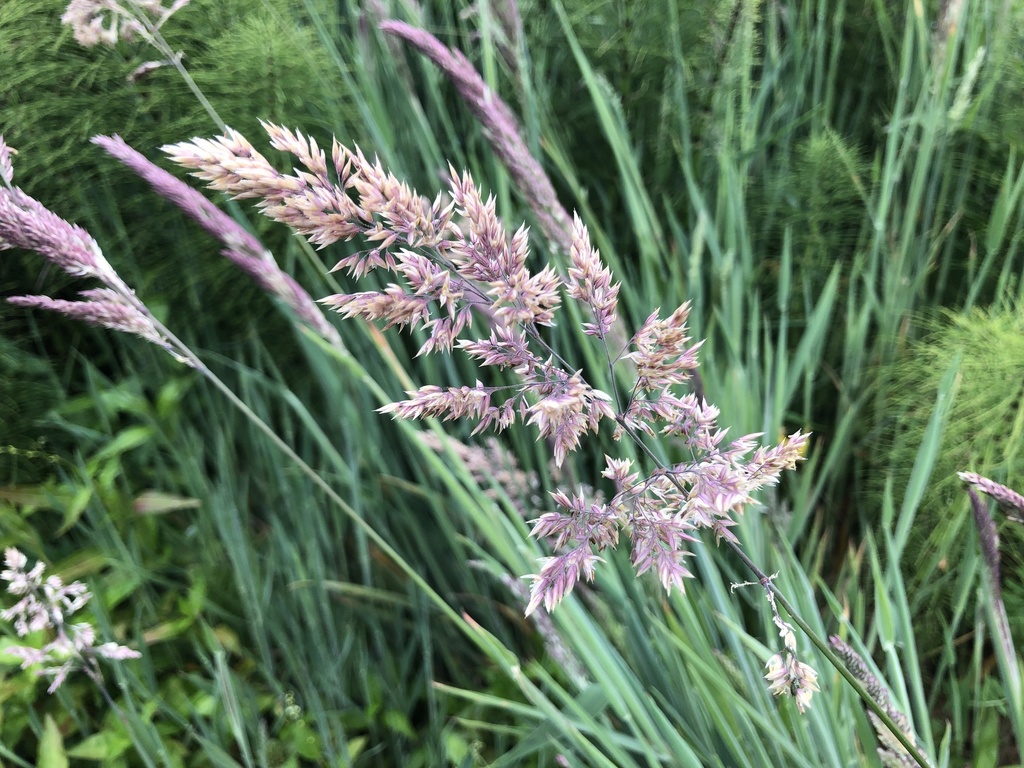 (Holcus) - Botanical Realm