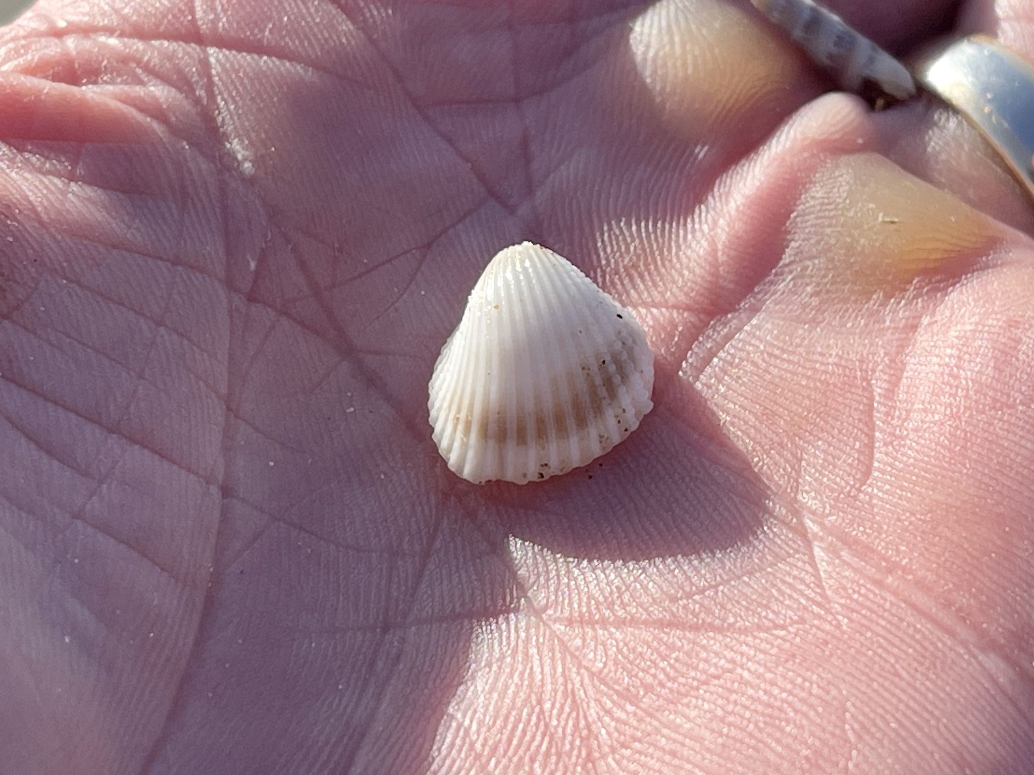 Anadara chemnitzii (Philippi, 1851)