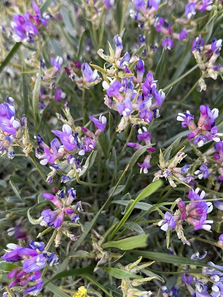 Tufted Milkvetch (Astragalus spatulatus) - Botanical Realm