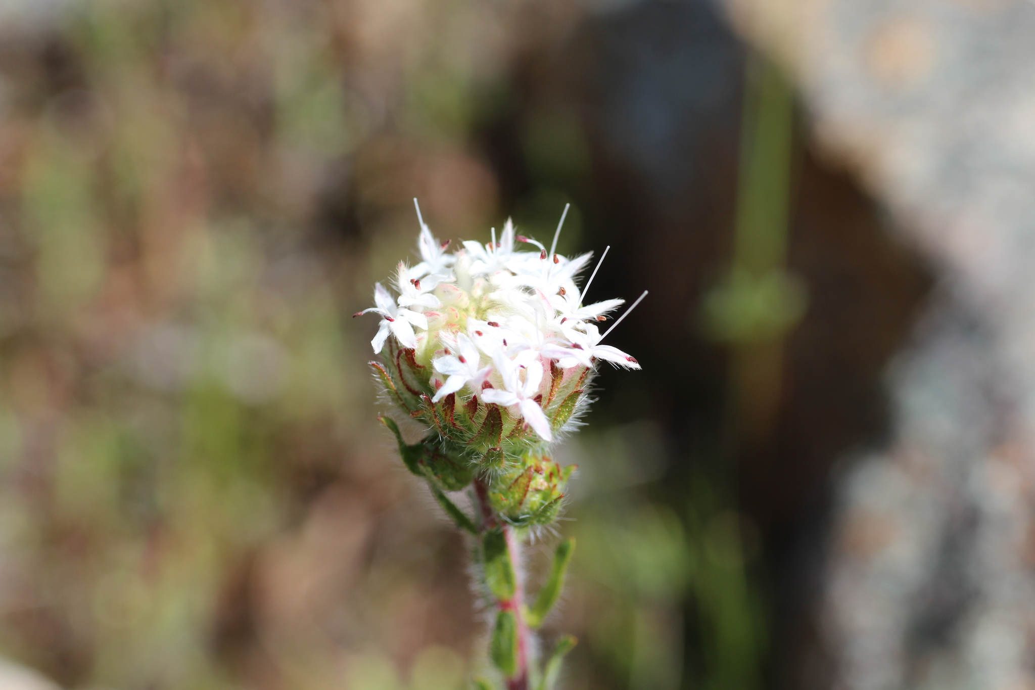 Pimelea imbricata R.Br.