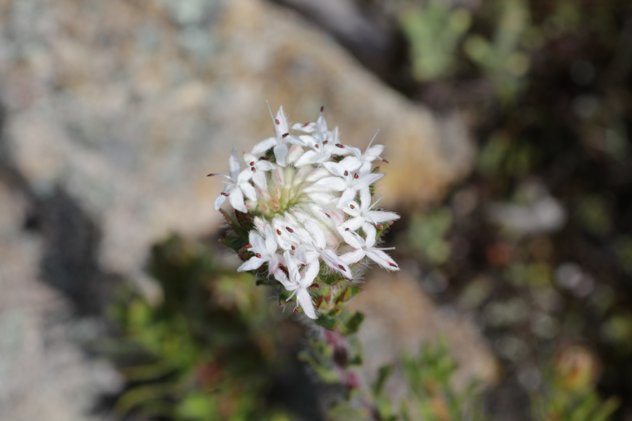 Pimelea imbricata R.Br.