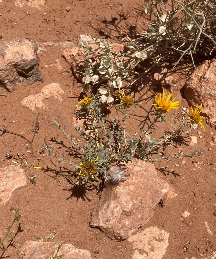 Anvillea garcinii from Errachidia Province, Morocco on May 17, 2022 at ...