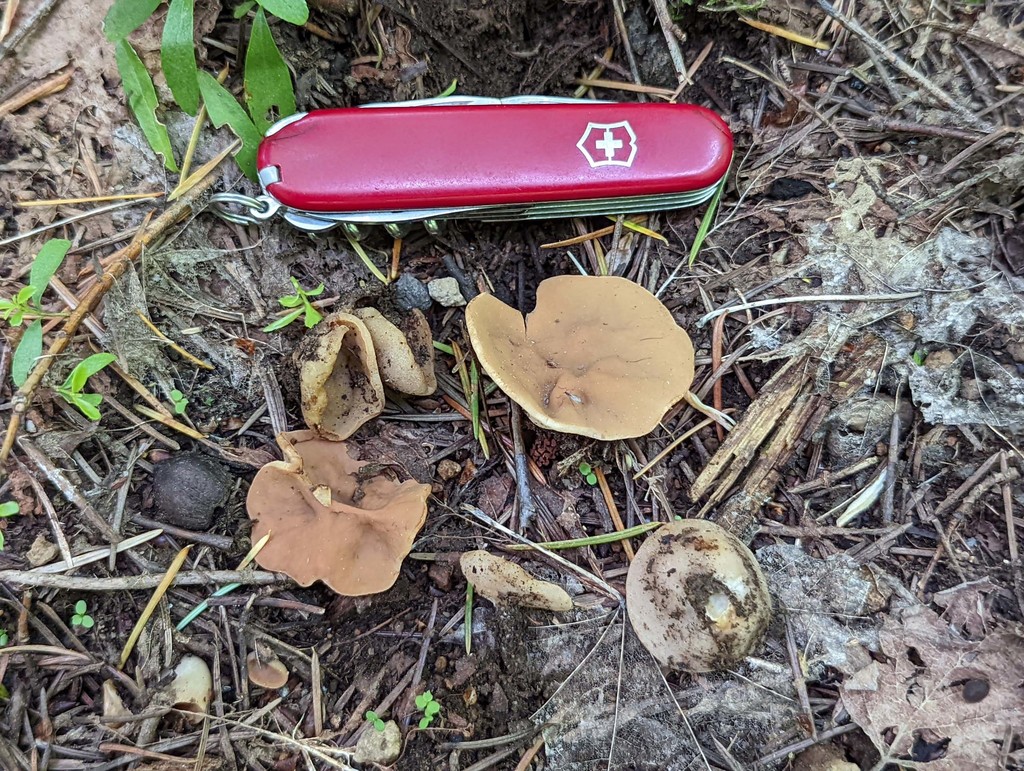 Gyromitra persicula (Gyromitra (False Morel) species of the USA ...
