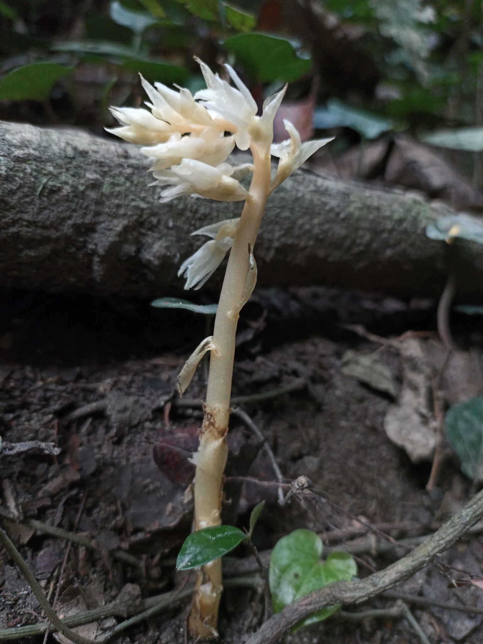 Epipogium roseum (D.Don) Lindl.