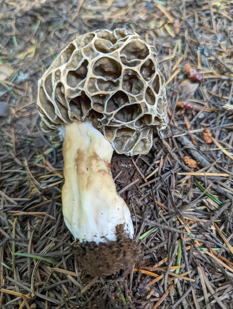 Mes-7 in May 2022 by Michael W. Beug. Morchella prava was recognized by ...