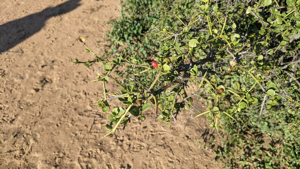 Forest Num-num from Mookgophong/Modimolle, South Africa on May 29, 2022 ...